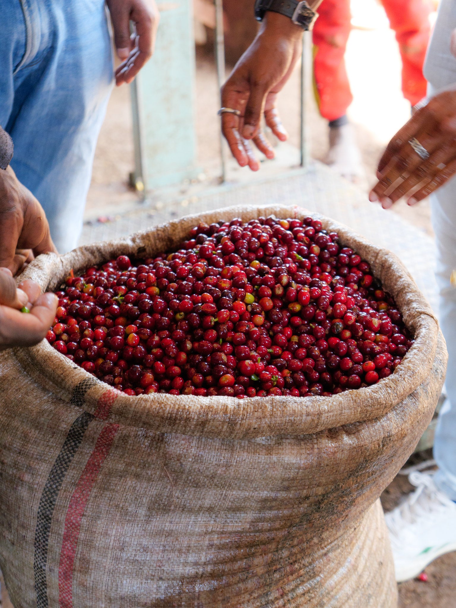ETHIOPIA NENSEBO WERKA G1 NATURAL | Loquat Coffee